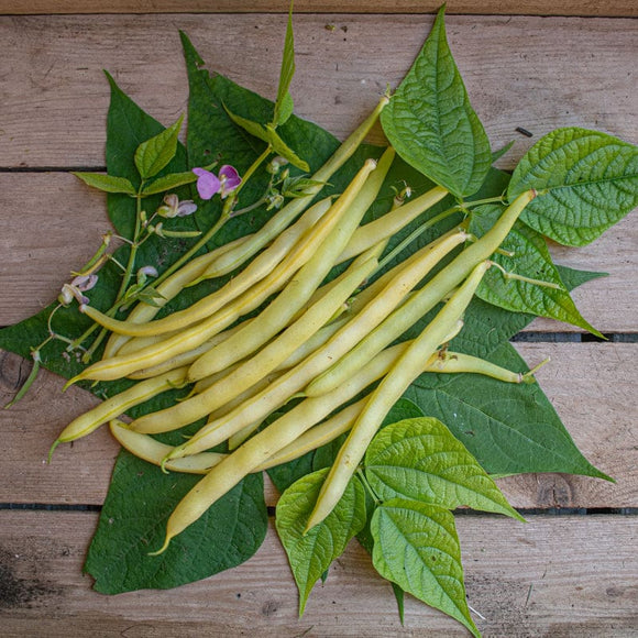 Cherokee Wax Bush Bean (55 Days) – Pinetree Garden Seeds