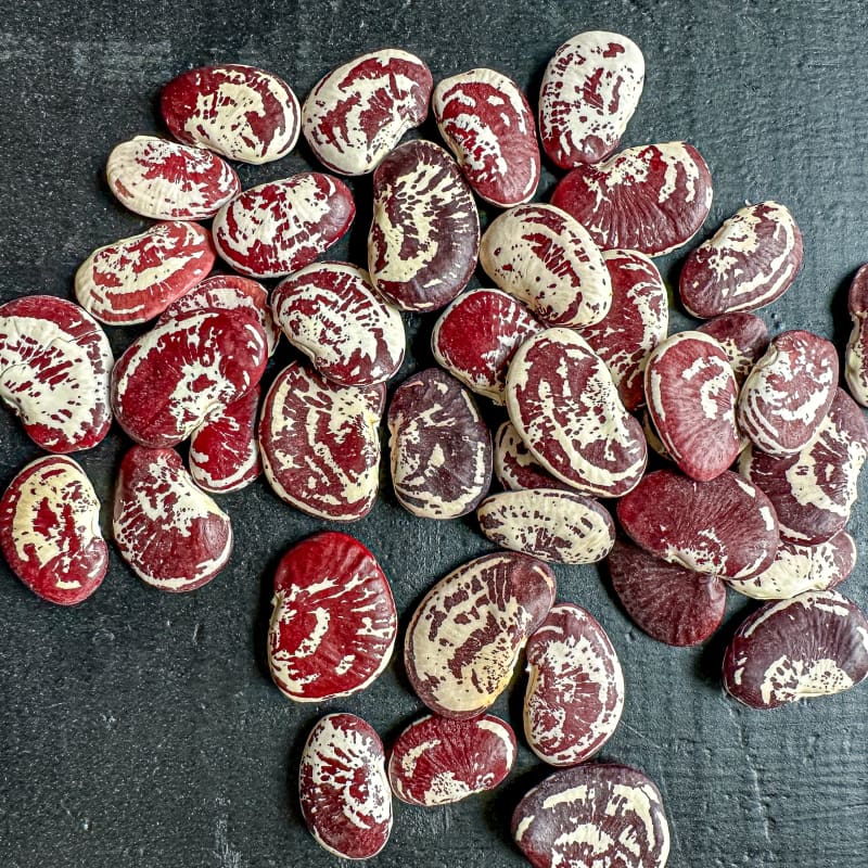 Christmas Pole Lima Bean (85-95 Days) – Pinetree Garden Seeds