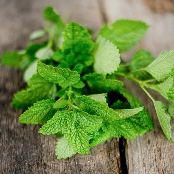 Citronella Lemon Balm – Pinetree Garden Seeds