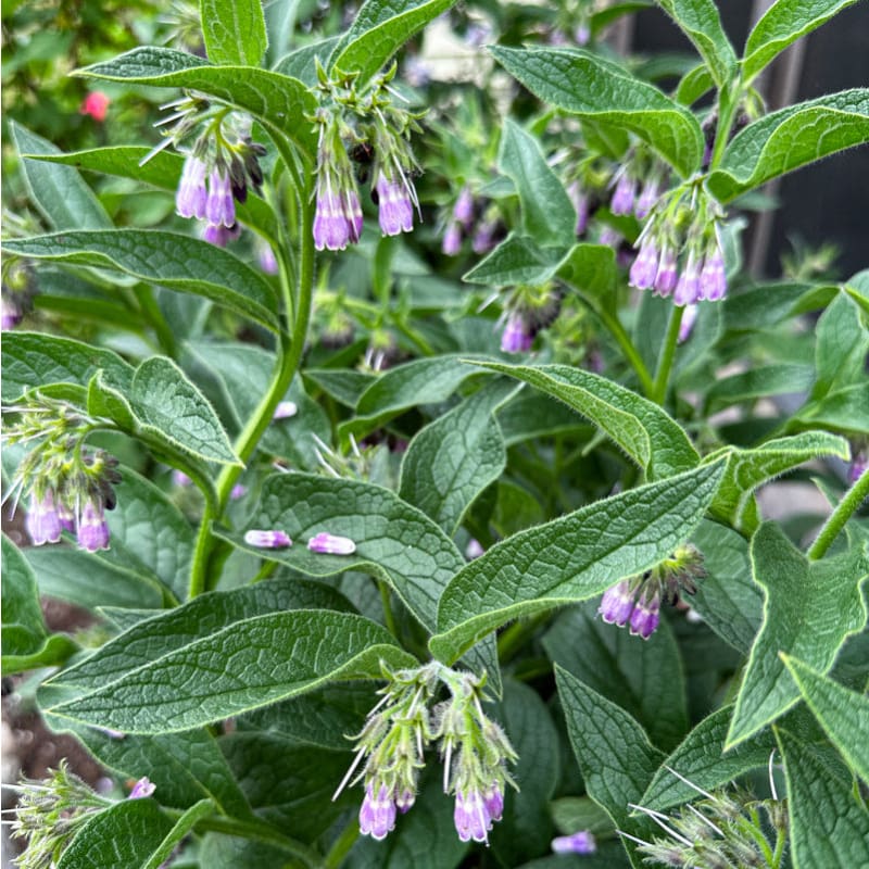 Comfrey – Pinetree Garden Seeds