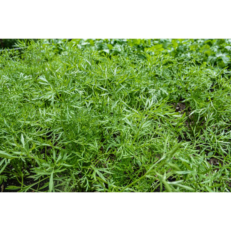 Confetti Cilantro – Pinetree Garden Seeds
