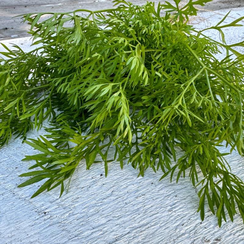 Confetti Cilantro – Pinetree Garden Seeds
