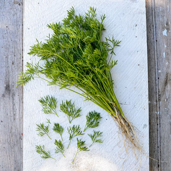 Confetti Cilantro – Pinetree Garden Seeds