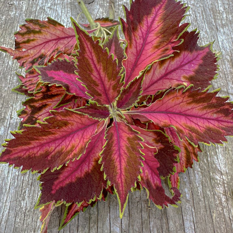 Coral Candy Premium Sun Coleus – Pinetree Garden Seeds