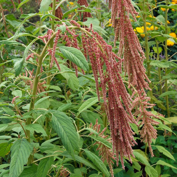 Amaranth – Pinetree Garden Seeds