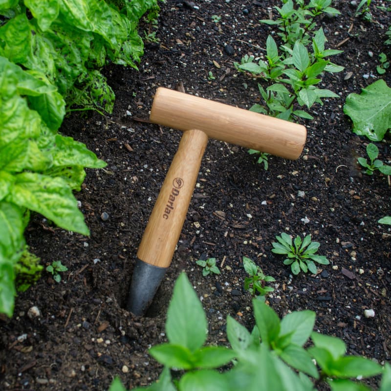 Darlac Dibber – Pinetree Garden Seeds