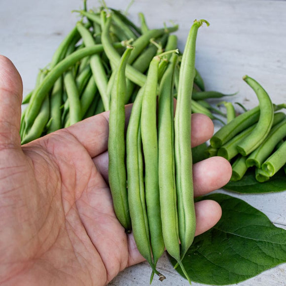 Derby Bush Bean (55 Days) – Pinetree Garden Seeds