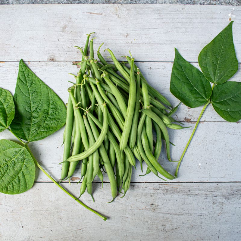 Derby Bush Bean (55 Days) – Pinetree Garden Seeds