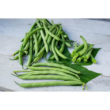 Derby Bush Bean (55 Days) – Pinetree Garden Seeds