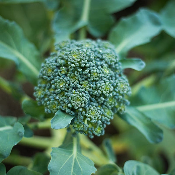 Di Cicco Broccoli (Heirloom, 55-70 Days) – Pinetree Garden Seeds
