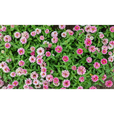 Double Raspberry Ripple Zahara Zinnia – Pinetree Garden Seeds