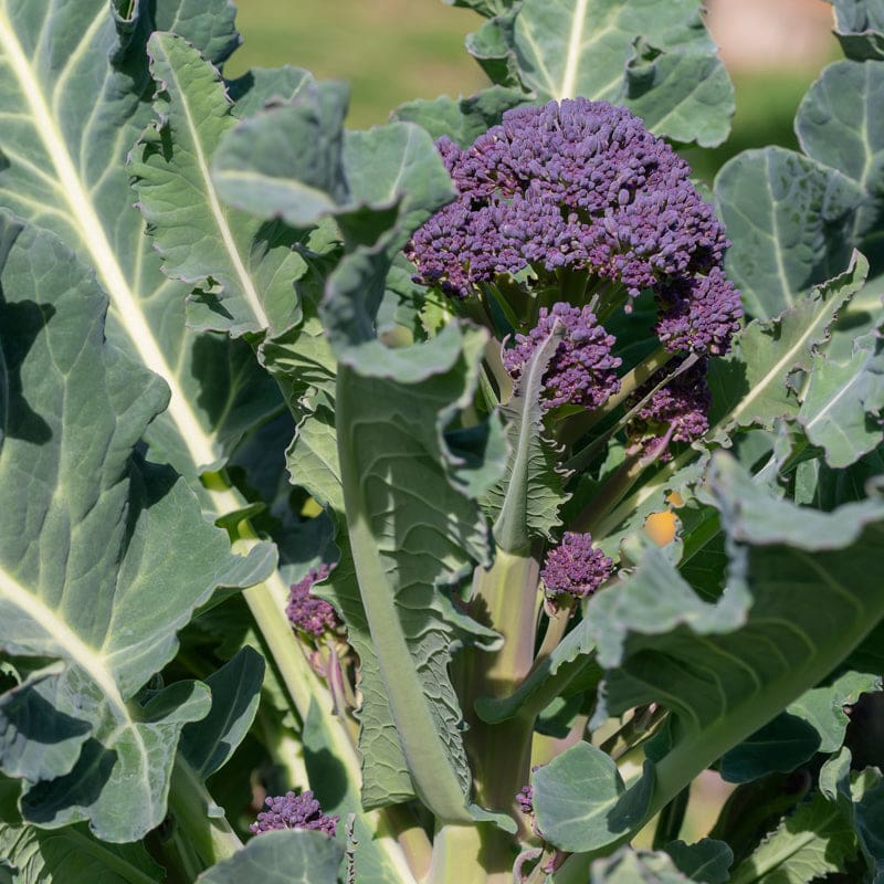 Early Purple Sprouting Broccoli ( 120-200 Days ) – Pinetree Garden Seeds