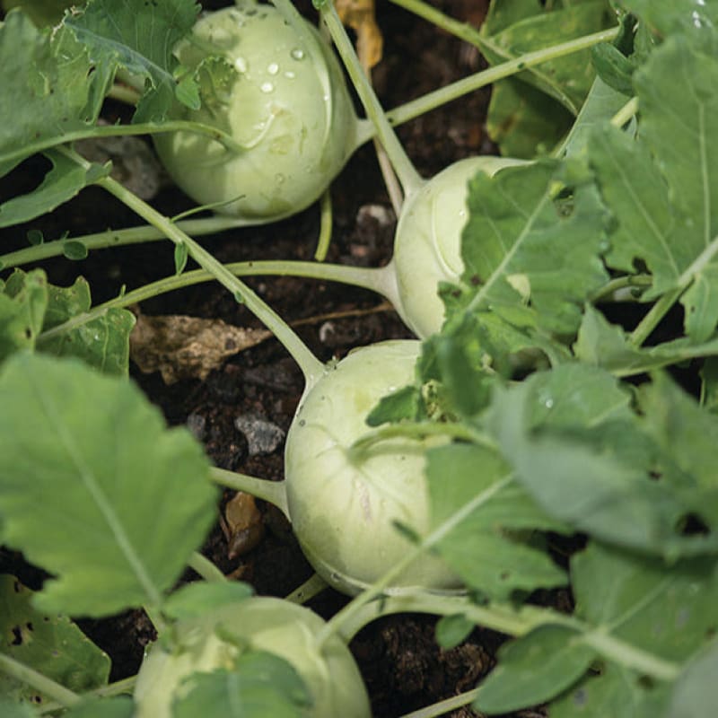 Early White Vienna Kohlrabi (Heirloom, 50 Days) – Pinetree Garden Seeds