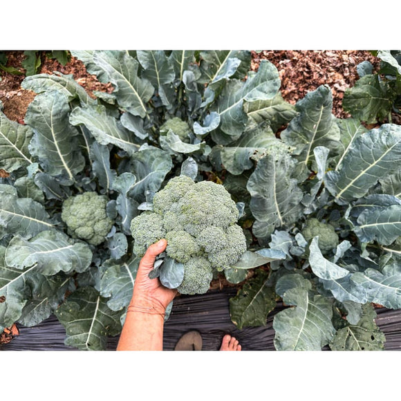 Eastern Magic Broccoli (F1 Hybrid 62 Days) – Pinetree Garden Seeds
