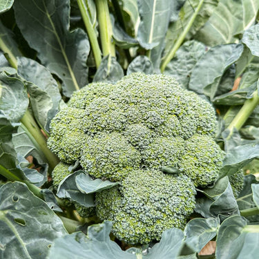 Eastern Magic Broccoli (F1 Hybrid 62 Days) – Pinetree Garden Seeds