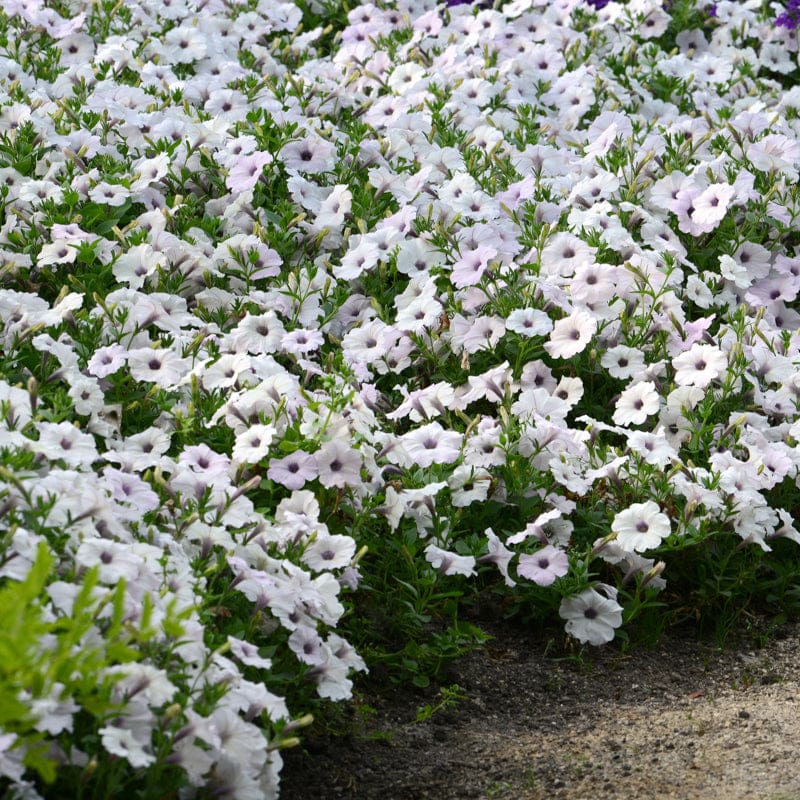 Easy Wave Silver Petunia – Pinetree Garden Seeds