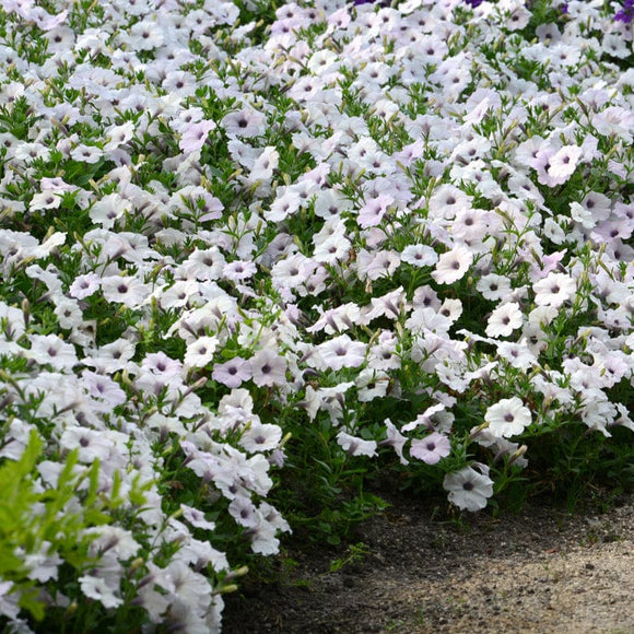 Easy Wave Silver Petunia – Pinetree Garden Seeds