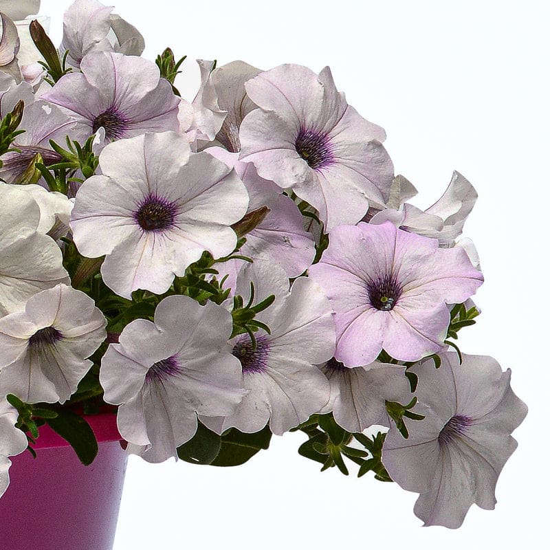 Easy Wave Silver Petunia – Pinetree Garden Seeds