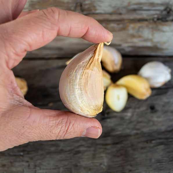 Hardneck Garlic – Pinetree Garden Seeds