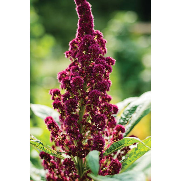 Amaranth – Pinetree Garden Seeds