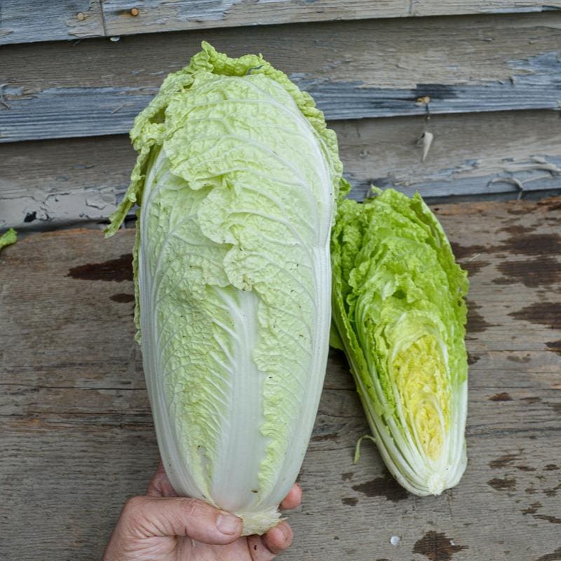 Emiko Chinese Cabbage (Organic F1 Hybrid 60 Days) – Pinetree Garden Seeds