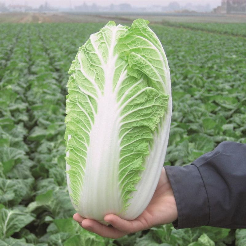 Emiko Chinese Cabbage (Organic F1 Hybrid 60 Days) – Pinetree Garden Seeds