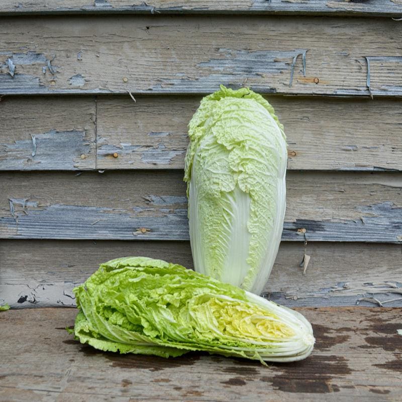 Emiko Chinese Cabbage (Organic F1 Hybrid 60 Days) – Pinetree Garden Seeds