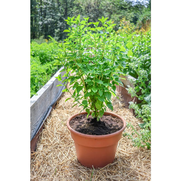 Everleaf Lemon Towers Basil – Pinetree Garden Seeds