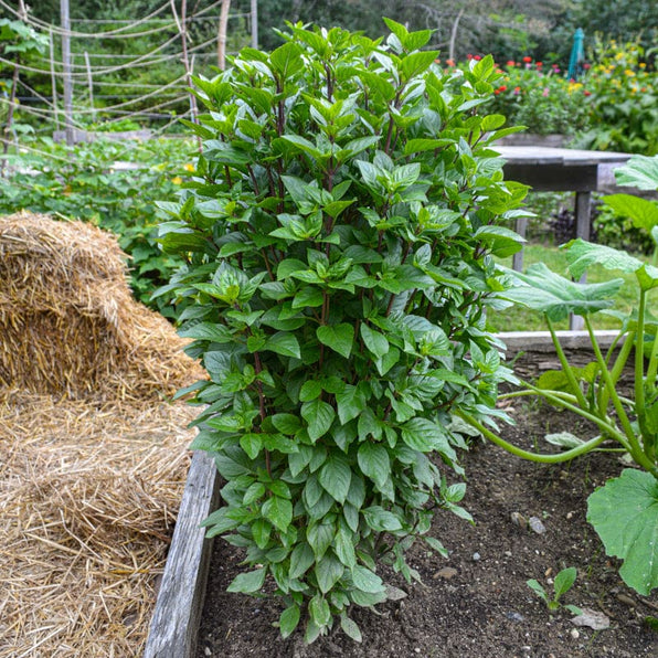 Basil – Pinetree Garden Seeds
