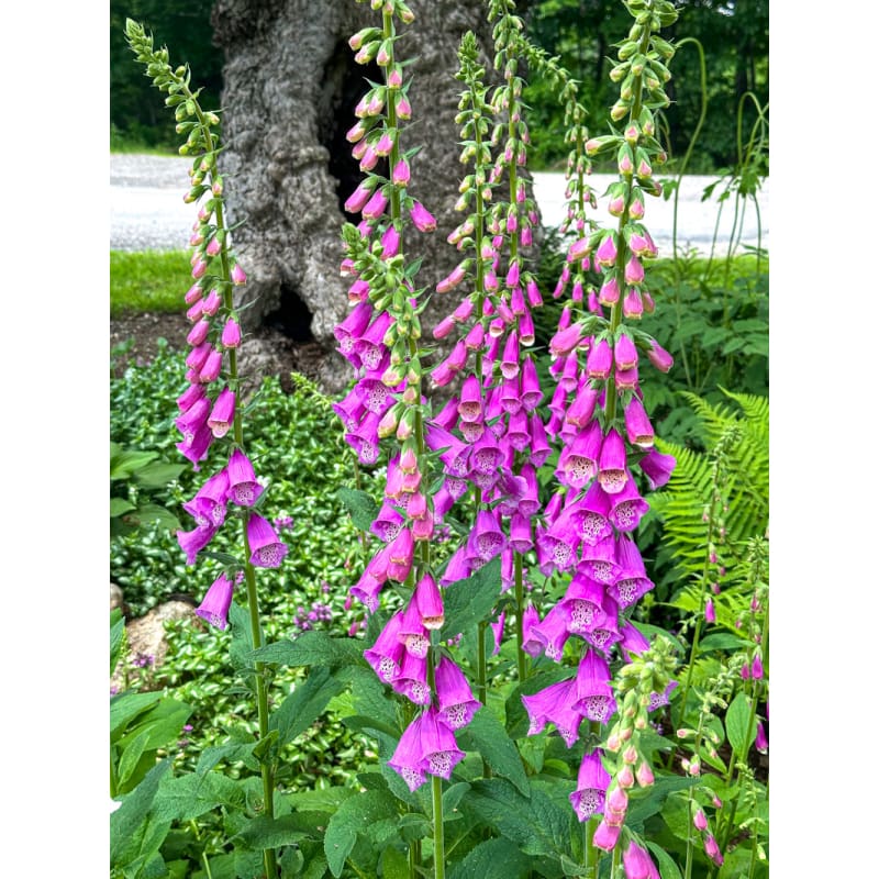 Excelsior Hybrid Foxglove – Pinetree Garden Seeds