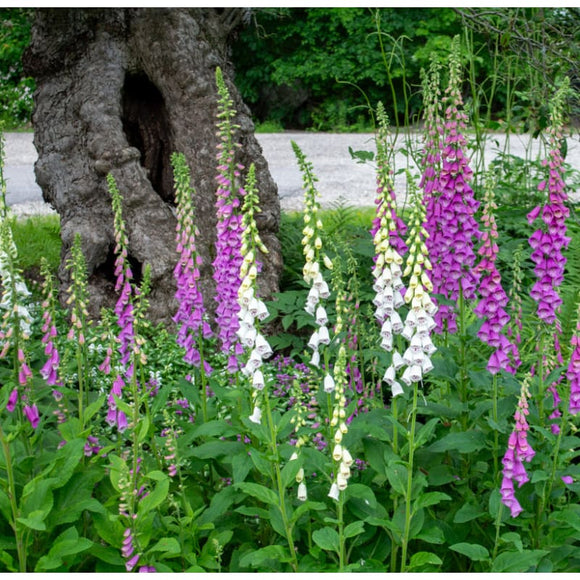 Excelsior Hybrid Foxglove – Pinetree Garden Seeds