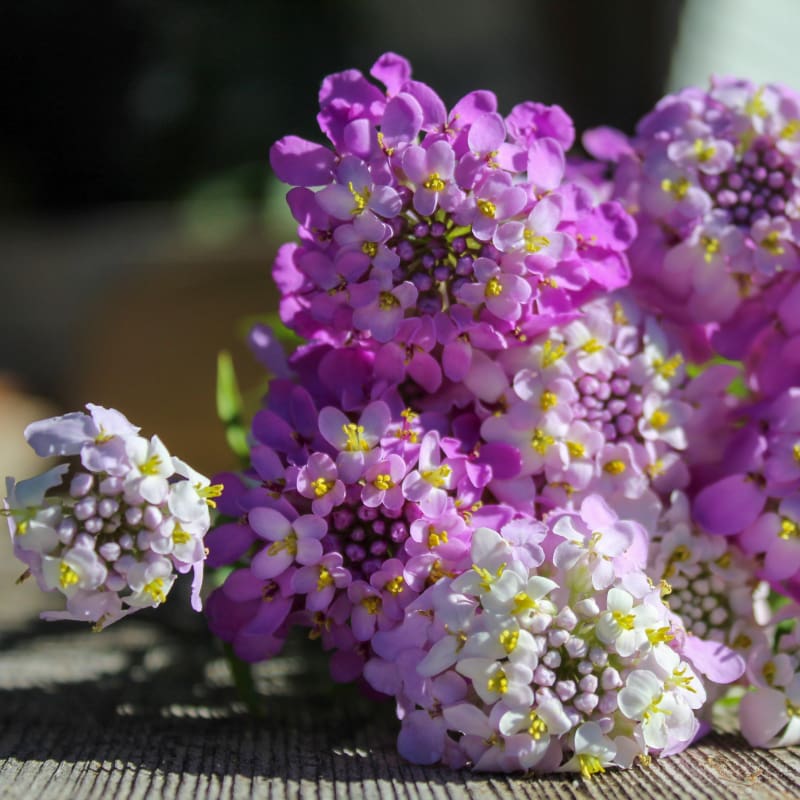Fairy Mix Candytuft – Pinetree Garden Seeds