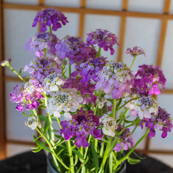 Fairy Mix Candytuft – Pinetree Garden Seeds