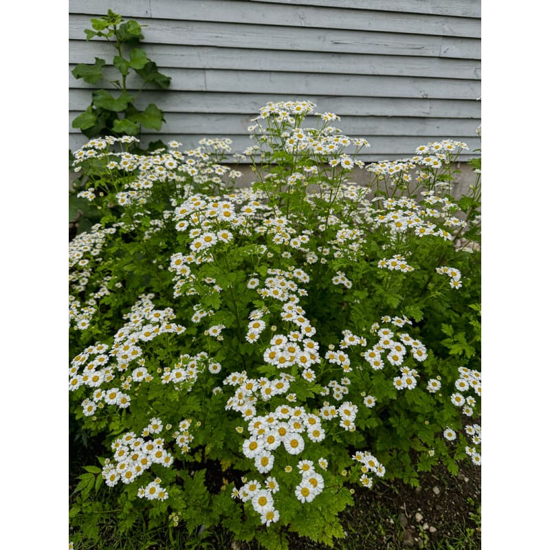 Feverfew – Pinetree Garden Seeds