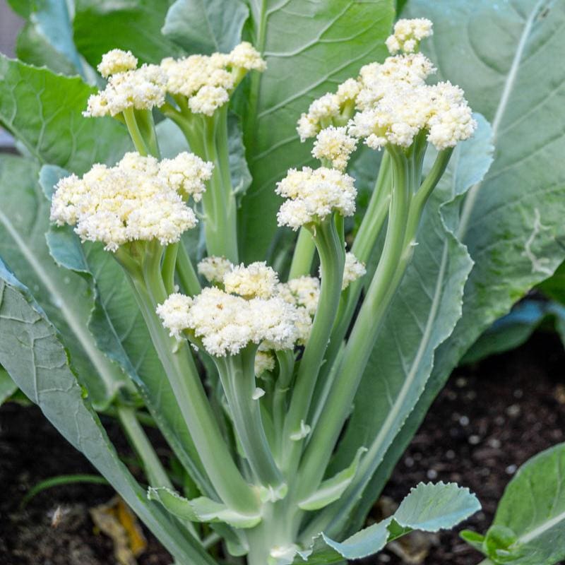 Fioretto Cauliflower (F1) - Sprouting Cauliflower Seed – Pinetree ...