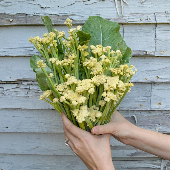 Fioretto Cauliflower (F1) - Sprouting Cauliflower Seed – Pinetree ...