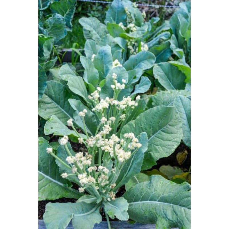 Fioretto Cauliflower (F1) - Sprouting Cauliflower Seed – Pinetree ...