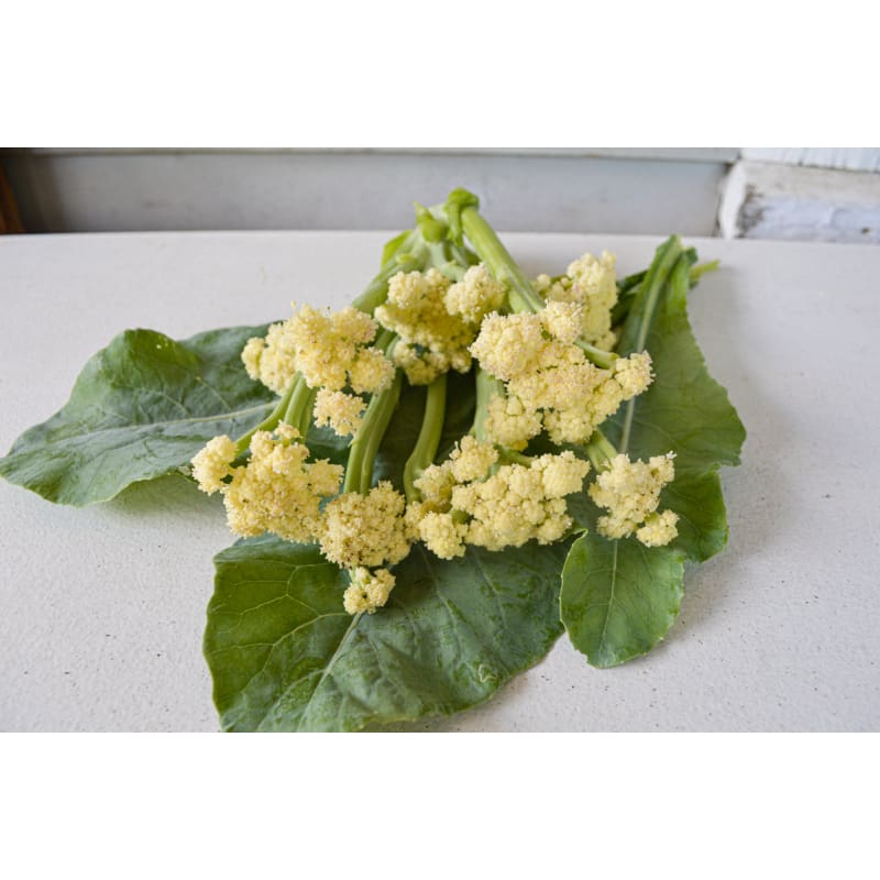 Fioretto Cauliflower (F1) - Sprouting Cauliflower Seed – Pinetree ...