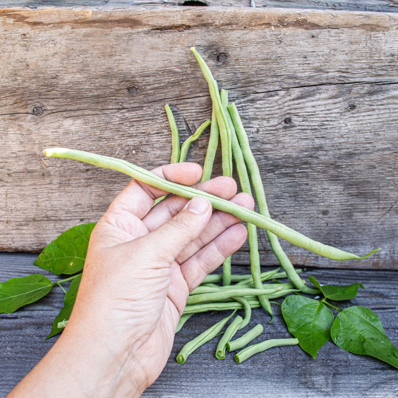 Fortex Pole Bean (60 days) Phaseolus vulgaris – Pinetree Garden Seeds