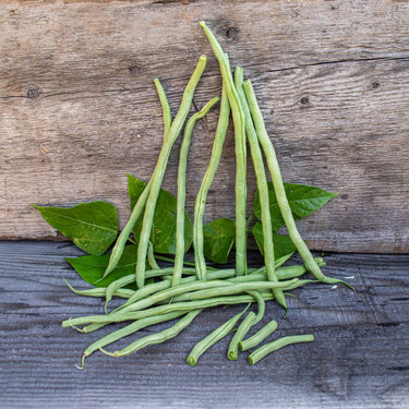Fortex Pole Bean (60 days) Phaseolus vulgaris – Pinetree Garden Seeds