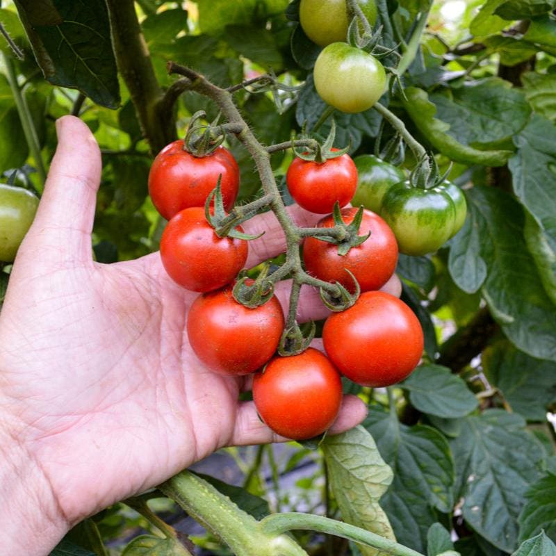 Gardeners Delight Tomato (67 Days) – Pinetree Garden Seeds