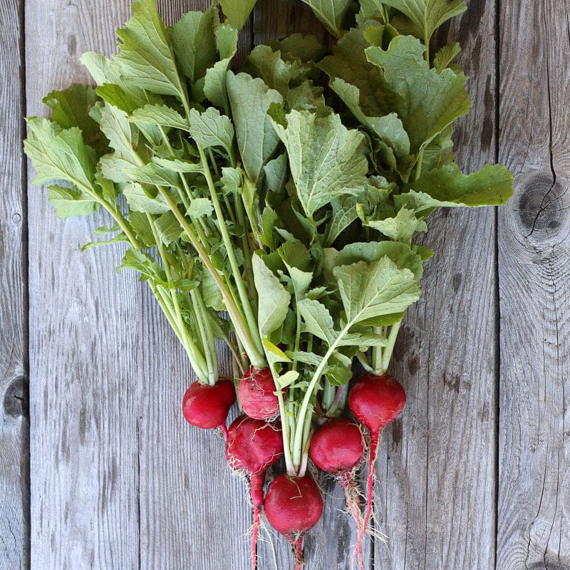 German Giant Radish (Heirloom, 37 Days) – Pinetree Garden Seeds