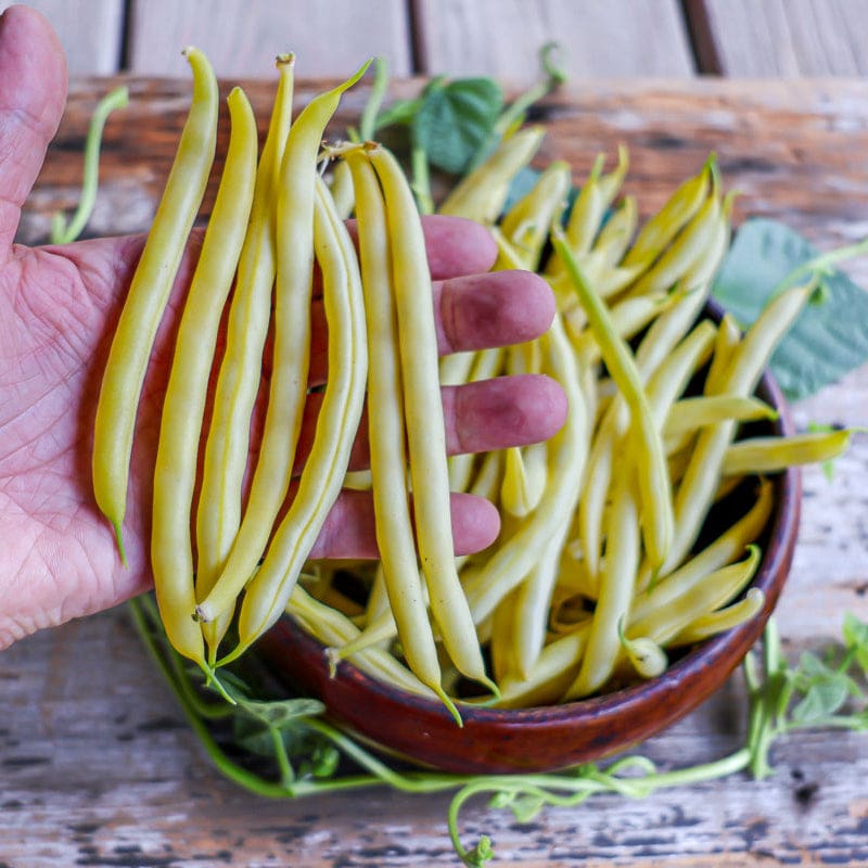 Gold Rush Bush Bean (54 Days) – Pinetree Garden Seeds