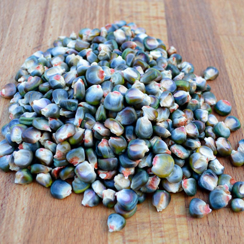Green Oaxacan Corn (Heirloom 95 Days) – Pinetree Garden Seeds