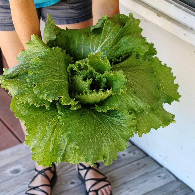 Green Rocket Cabbage (F1 Hybrid, 79 Days) – Pinetree Garden Seeds