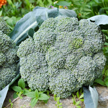 Broccoli Seeds – Pinetree Garden Seeds