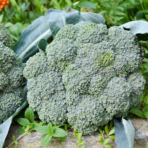 Gypsy Broccoli (F1 Hybrid 57 Days) – Pinetree Garden Seeds