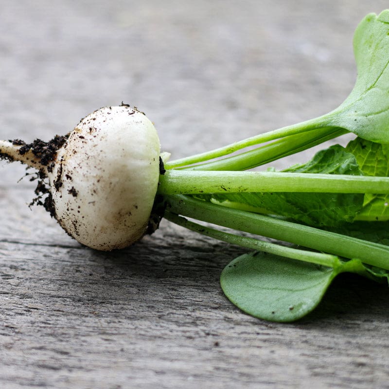Hailstone Radish (Heirloom, 25 Days) – Pinetree Garden Seeds