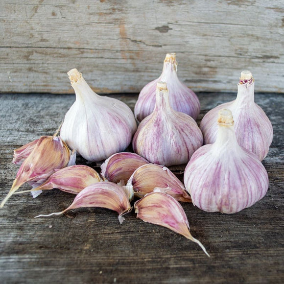 Hardneck Garlic- Duganski (Fall Planting) – Pinetree Garden Seeds