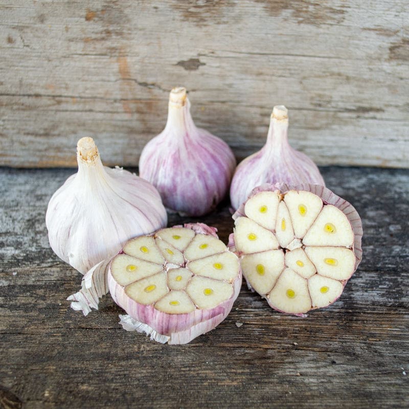 Hardneck Garlic- Duganski (Fall Planting) – Pinetree Garden Seeds